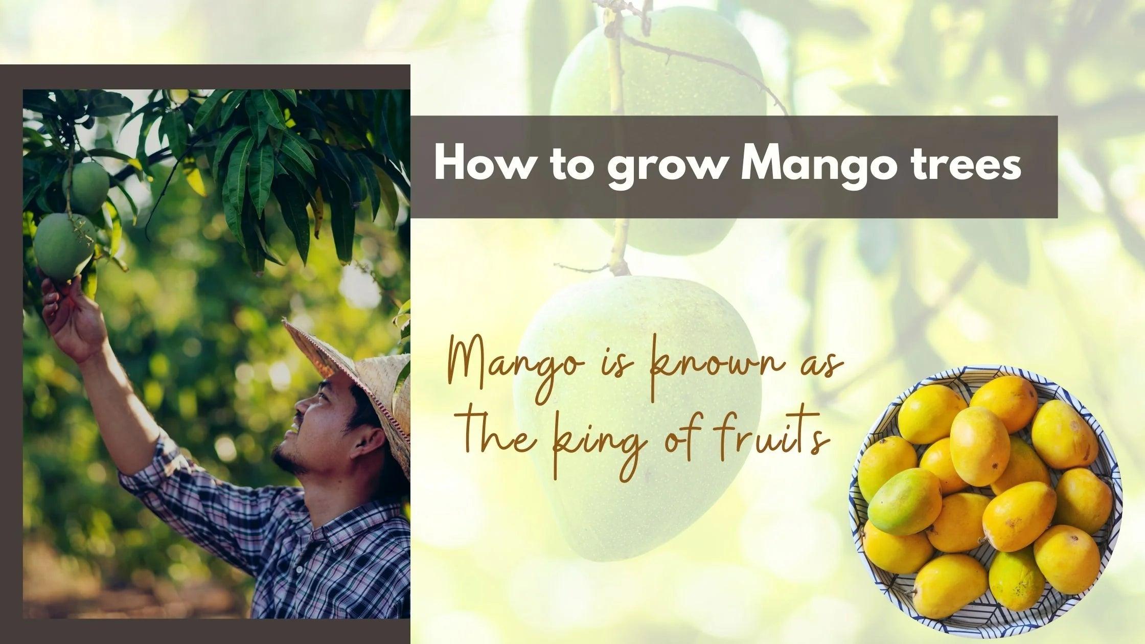 Guide to Growing Mango Trees - Freshmangoes.ae – Fresh Mangoes in UAE
